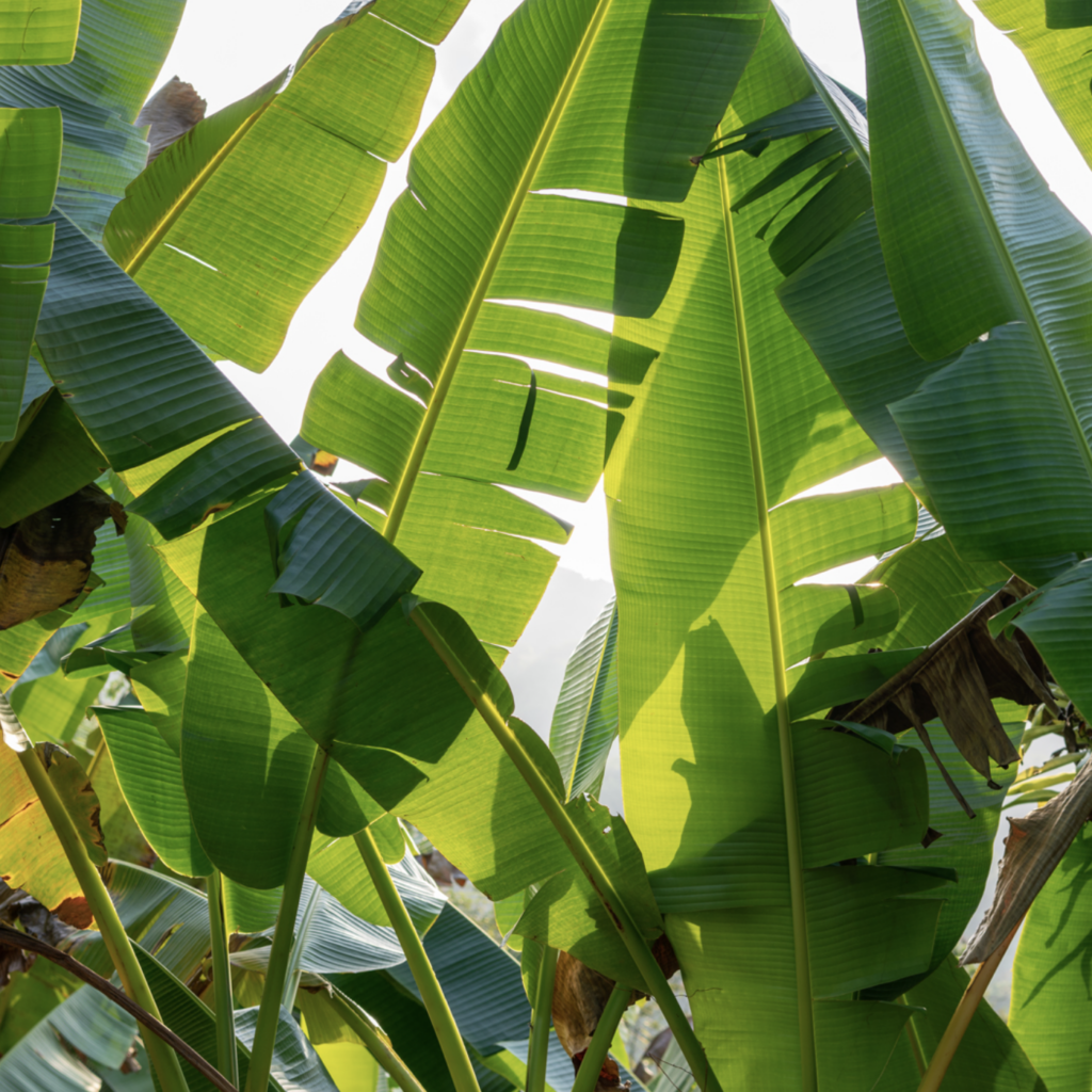 Startseite - Phineo Startups